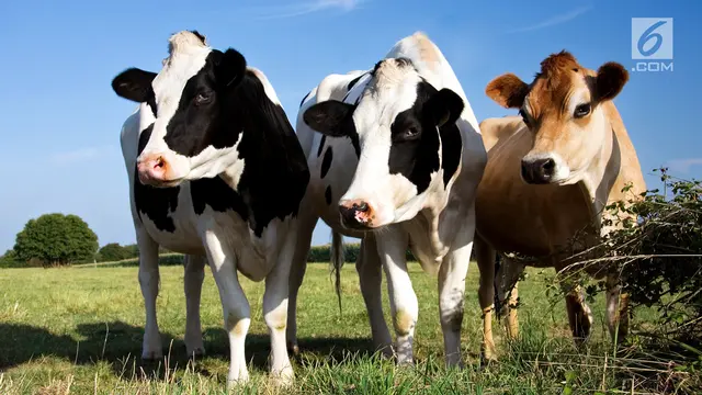 Sapi Sumbang Pemanasan Global, Begini Inovasi Cerdik Atasinya - Health ...