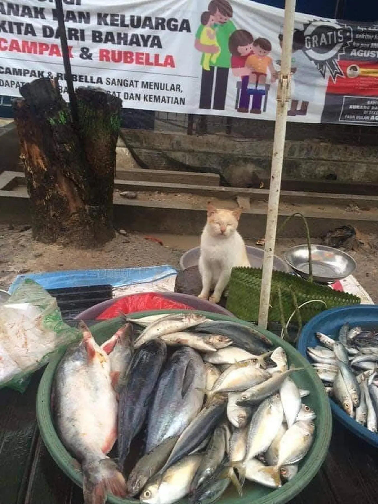 7 Potret Kucing Mukbang Ini Menggemaskan, Engga Takut Kelaparan - Hot ...
