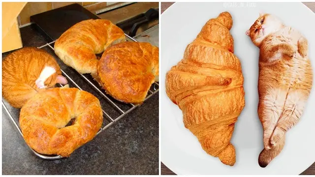 6 Aksi Kucing Menyamar Jadi Roti Ini Bikin Kucek Mata, Perlu Lihat Dua ...