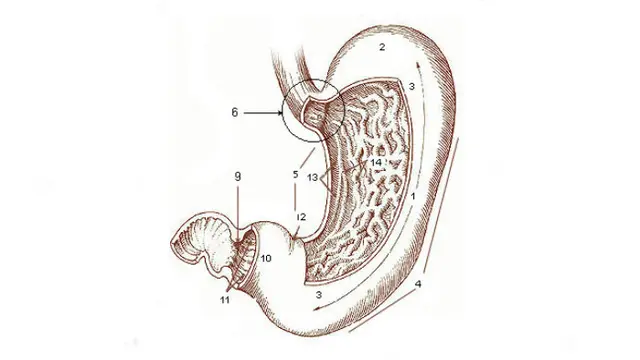 Lambung Menghasilkan Asam Lambung yang Berfungsi Untuk? Ini ...