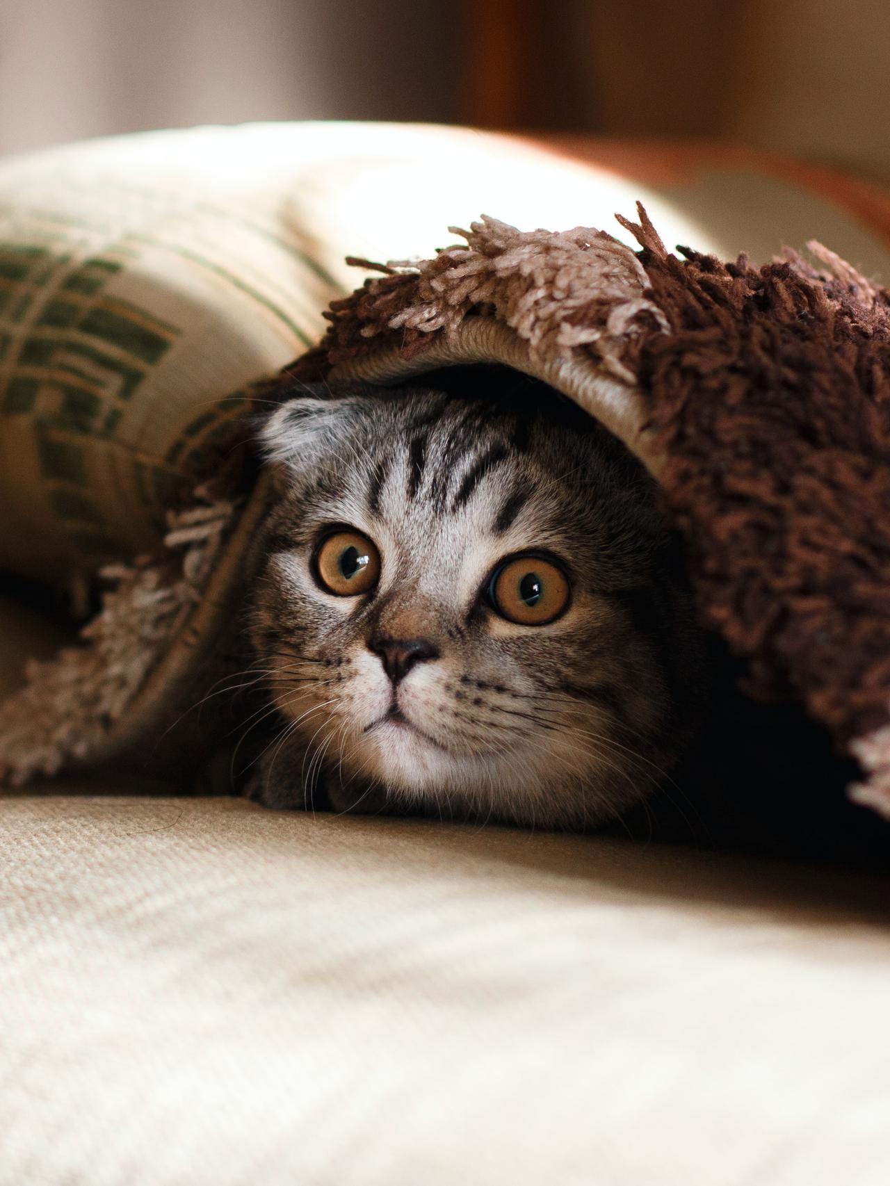 Kucing Hamil Berapa Bulan? Kenali Ciri-Ciri Fisik dan Perilakunya