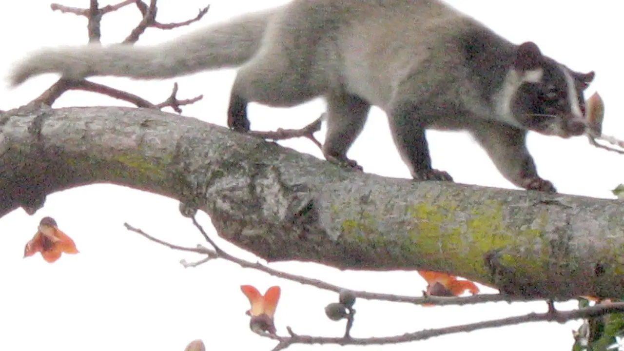 8 Jenis Musang Paling Mahal untuk Dipelihara di Rumah - Hot Liputan6.com