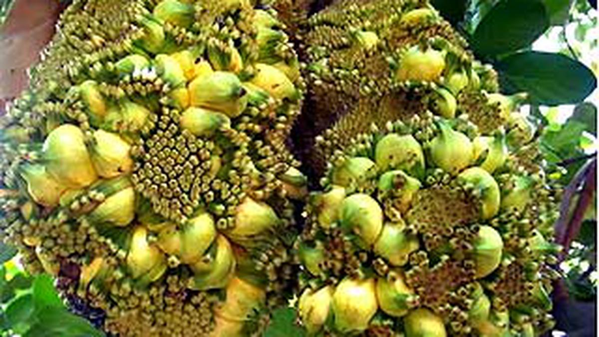 Pohon Nangka Tapi Berbuah Berbentuk Pisang