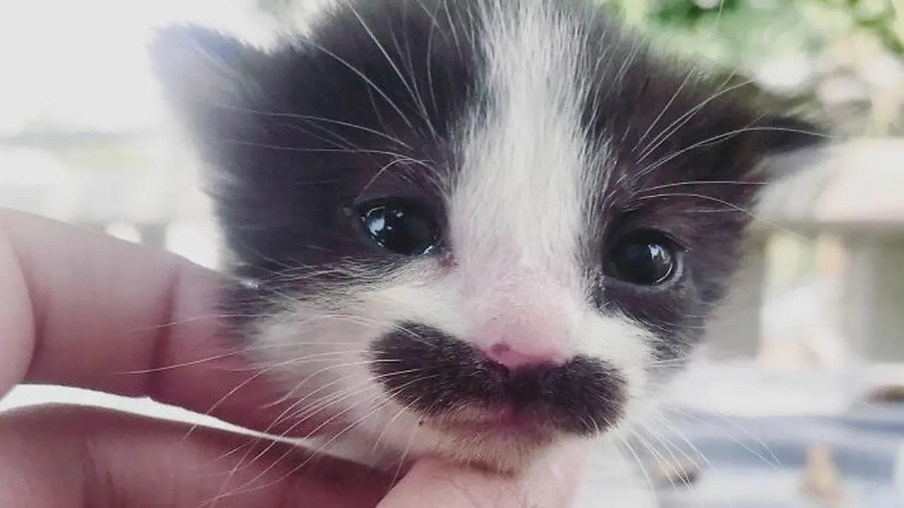 Punya Kumis Seperti Manusia, Kucing Ini Bikin Gemas Warganet - Citizen6 ...