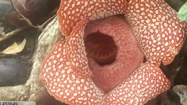Bunga Langka Raflesia Zollingeriana Mekar di Taman Nasional Meru Betiri ...