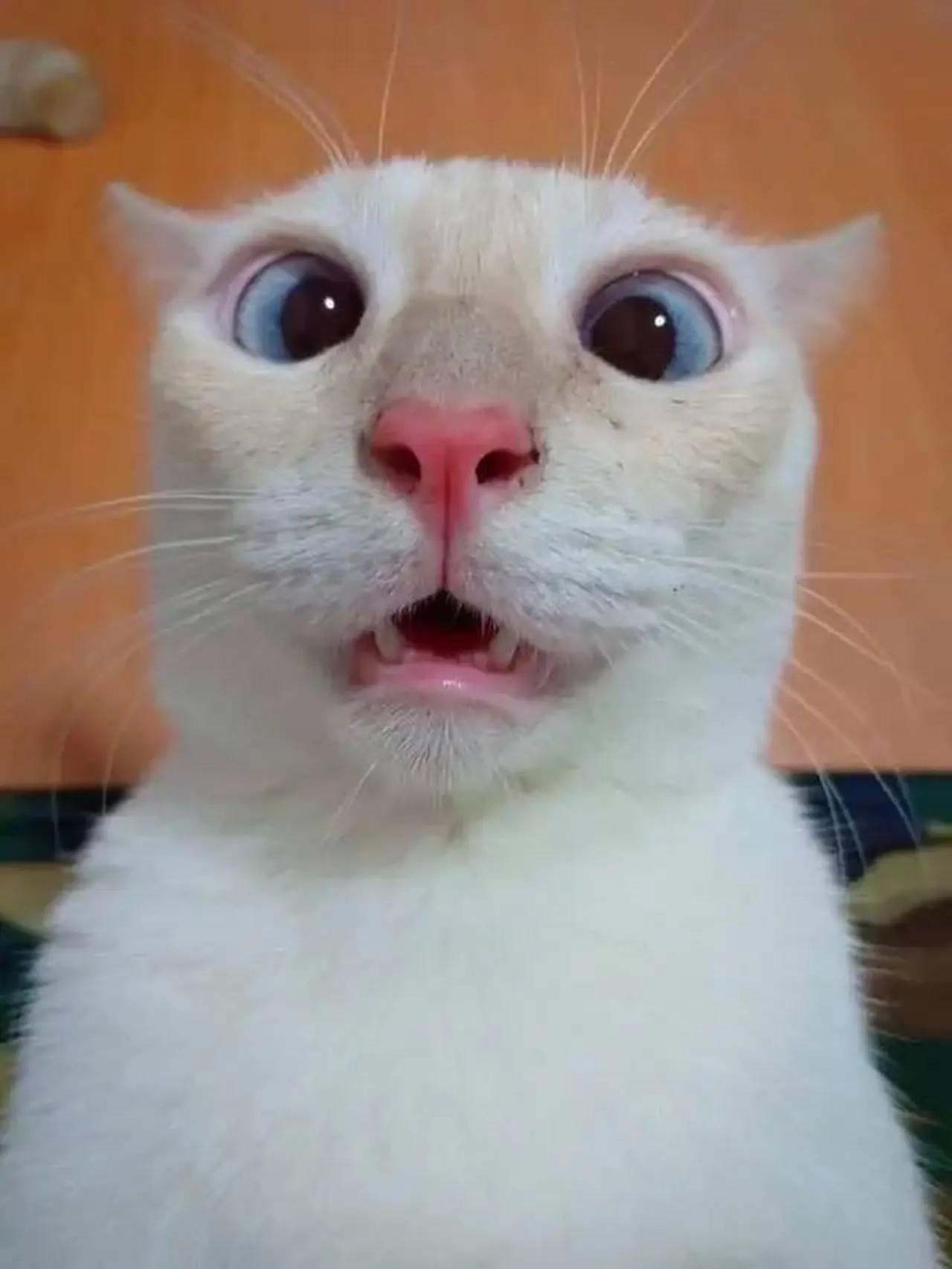 10 Potret Ekspresi Lucu Kucing saat Kaget Ini Bikin Gemas - Hot ...
