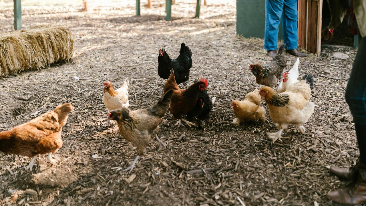 9 Ide Pakan Ayam Kampung dari Serangga Alami Pekarangan yang Bergizi ...