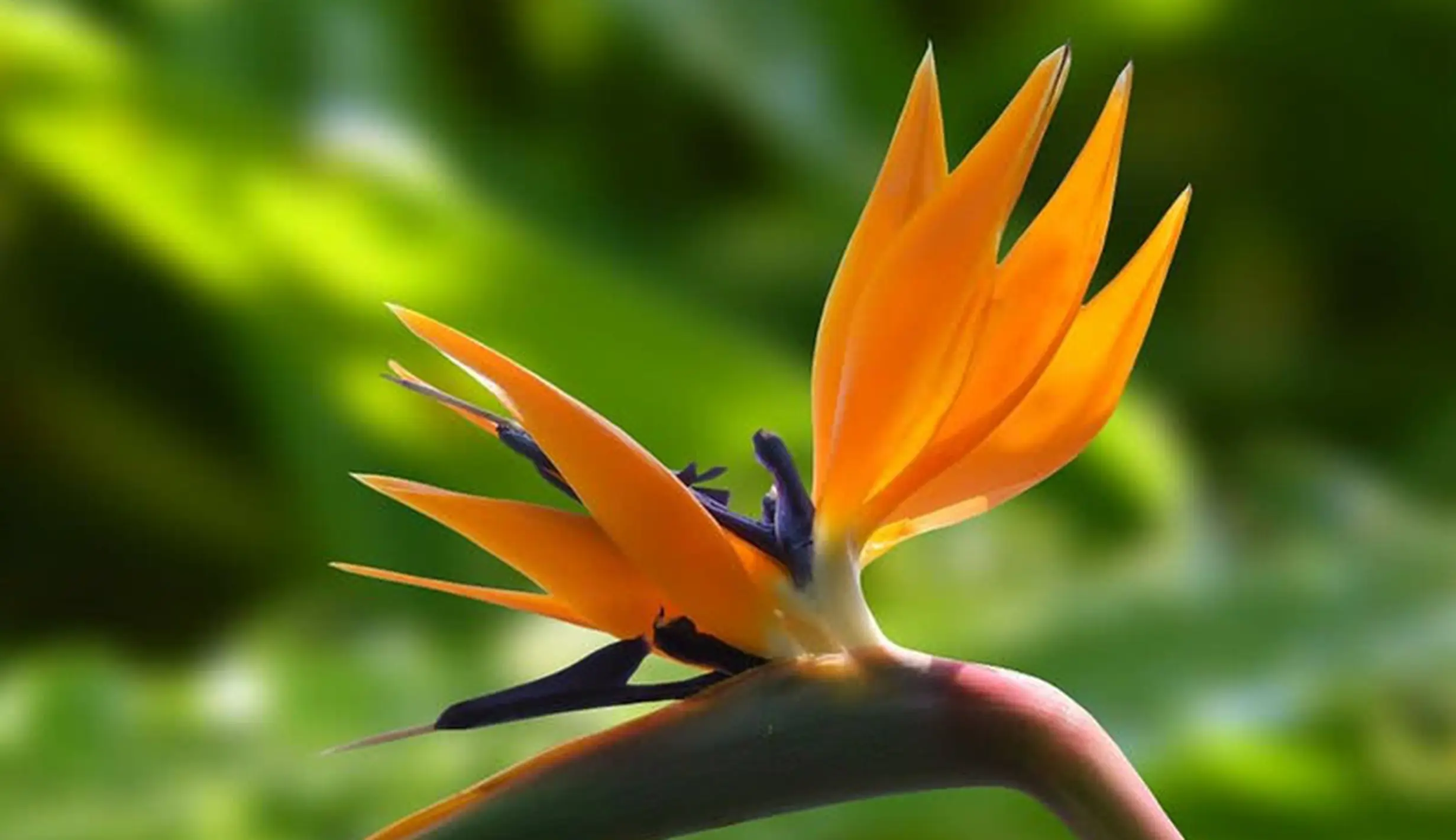 Inilah 10 Bunga Tercantik & Teristimewa di Dunia - Apa Saja?