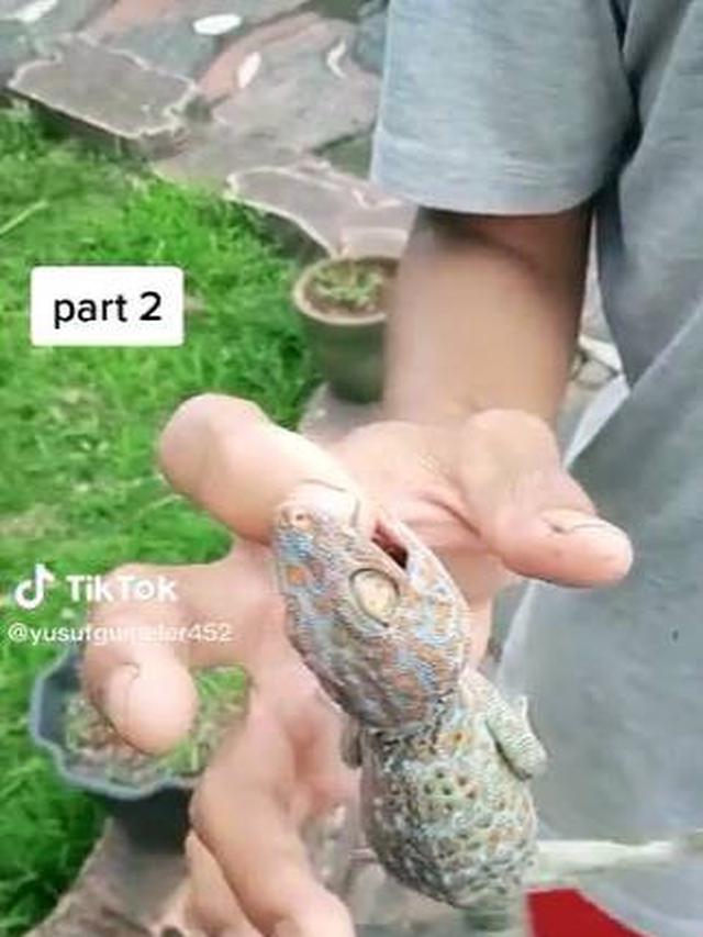 6 Potret Nyeleneh Orang Digigit Tokek Ini Bikin Ngilu, Susah Lepas