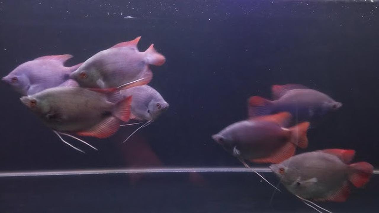 7 Jenis Ikan Gurame yang Cepat Besar dan Cepat Panen, Pertimbangan ...