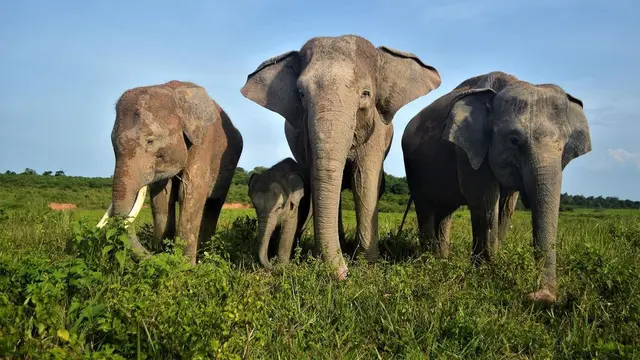 Bayi Gajah Jantan Lahir di Way Kambas, Kado Istimewa buat Indonesia - News Bola.com