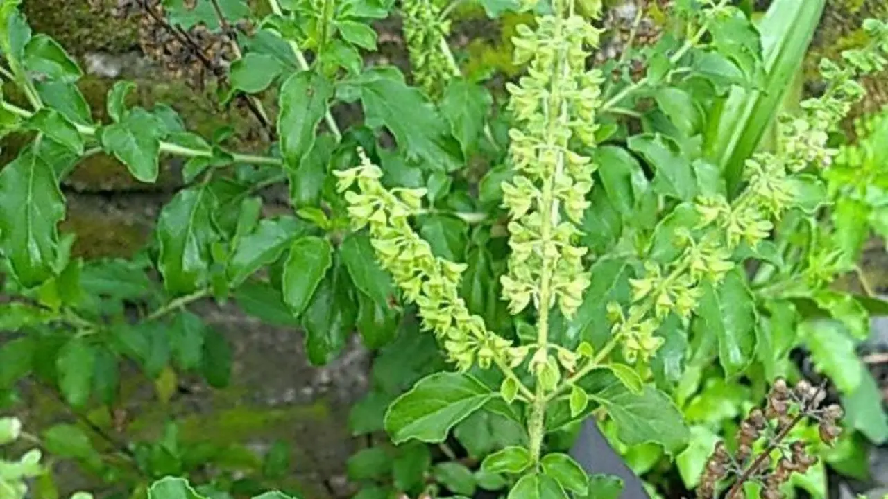 Manfaat Kesehatan Daun Ruku-Ruku yang Tak Banyak Orang Tahu - Regional ...