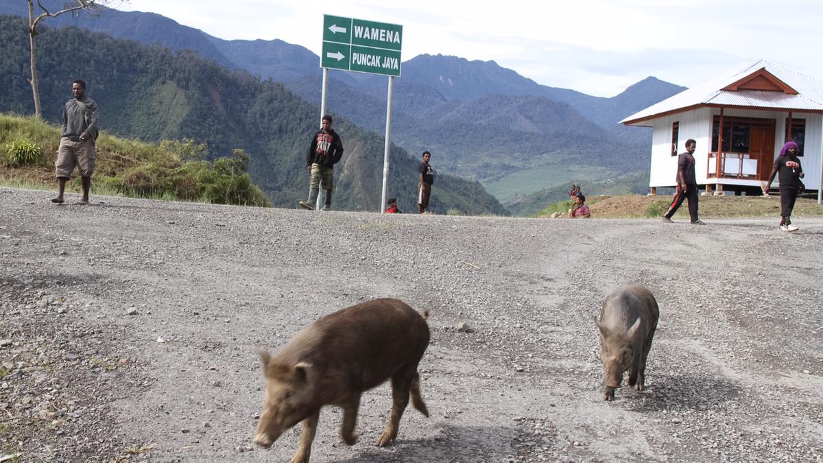 Ini Kisah Awal Muncul Segitiga Hitam Papua - Regional Liputan6.com