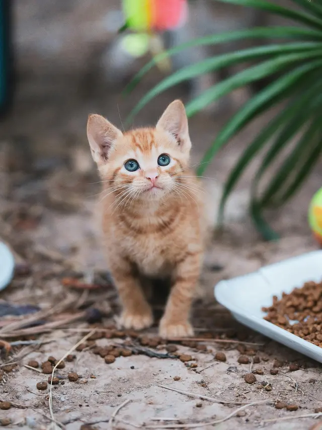 10 Rekomendasi Makanan Kucing Murah dan Berkualitas di 2025