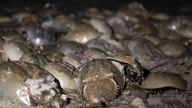 10 Fakta Menakjubkan Kepiting Tapal Kuda, Berdarah Biru dan Hidup Sejak ...