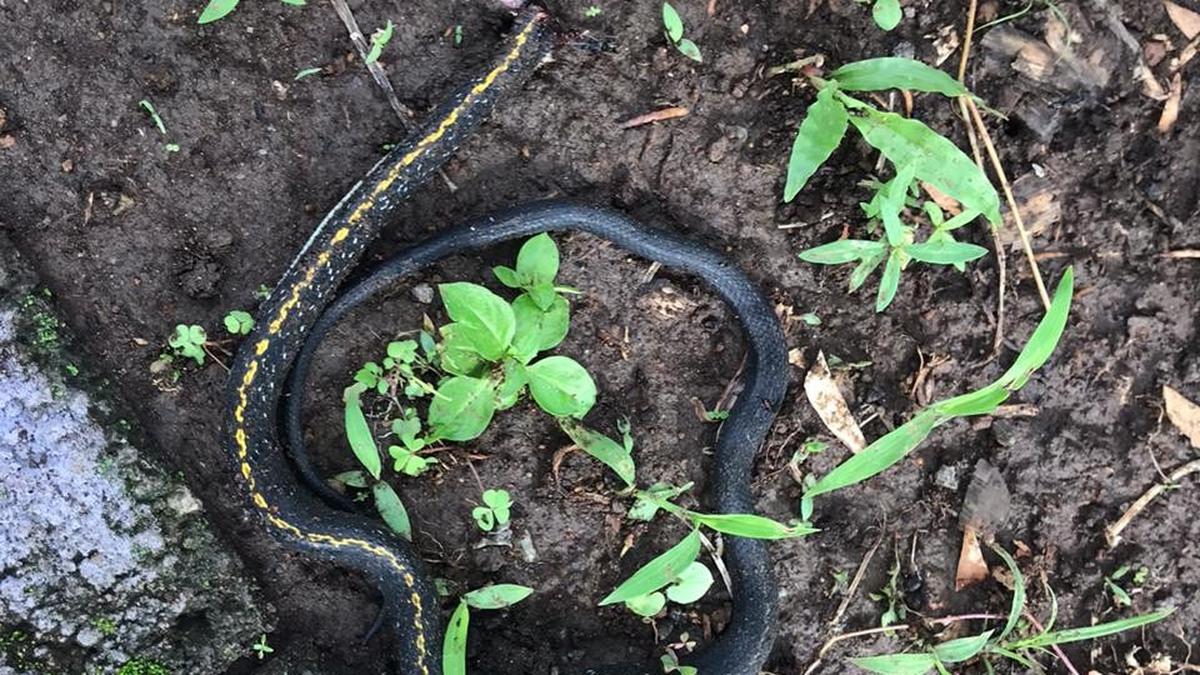 Bikin Heboh, Ular Kopi Masuk Rumah Warga Puri Dago Bandung - Regional ...