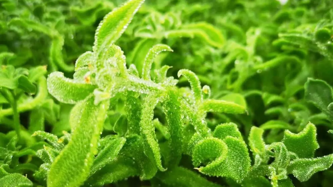 7 Manfaat Ice Lettuce untuk Kesehatan, Sayuran dengan Kristal yang ...