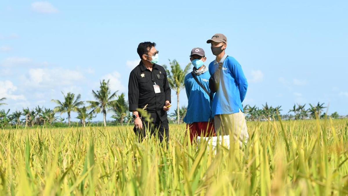 Kementan Dukung Pertanian di Banggai dengan Kegiatan RJIT - Bisnis ...