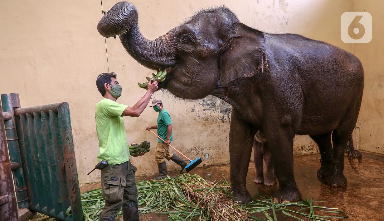 FOTO: Melihat Perawatan Induk dan Bayi Gajah Covid Selama Pandemi ...