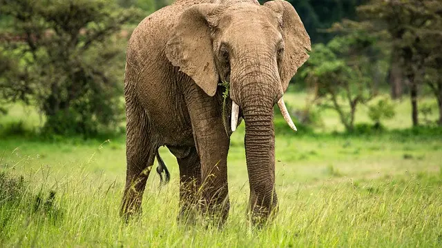 5 Hewan Terbesar di Dunia, Beratnya ada yang Mencapai 150 Ton ...