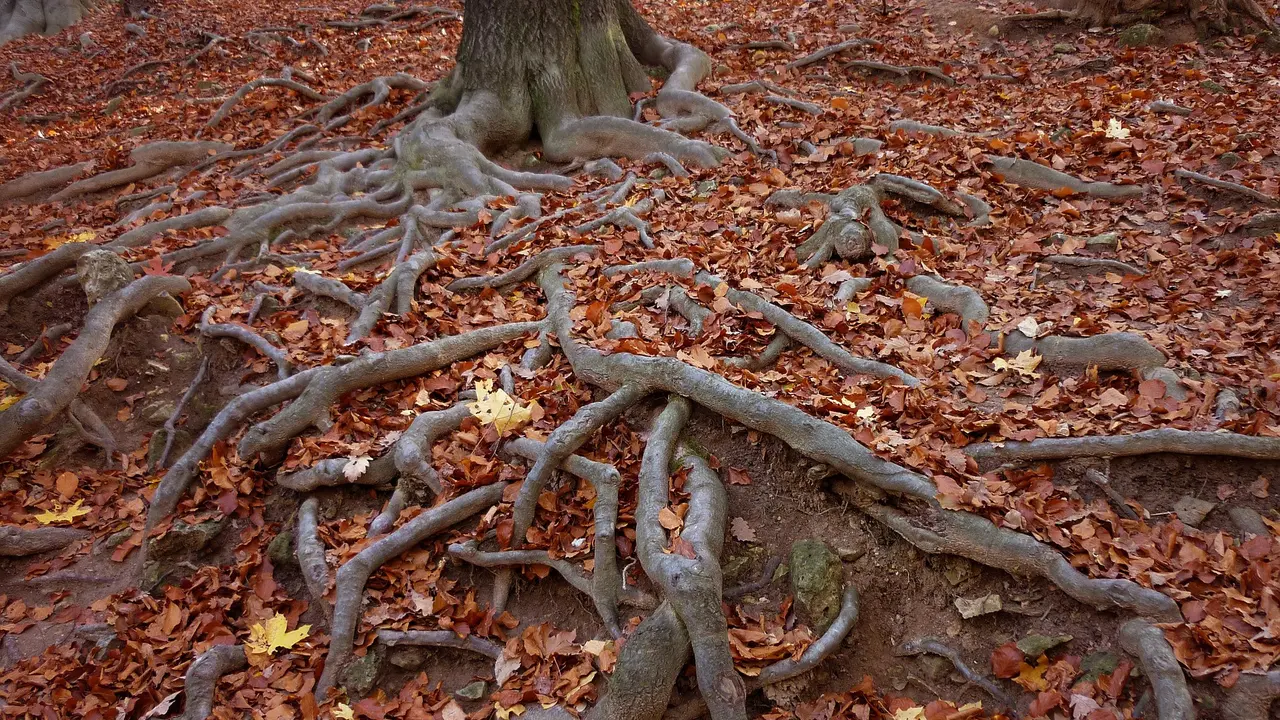 Jenis Akar Tanaman dan Fungsinya yang Perlu Dipahami - Hot Liputan6.com