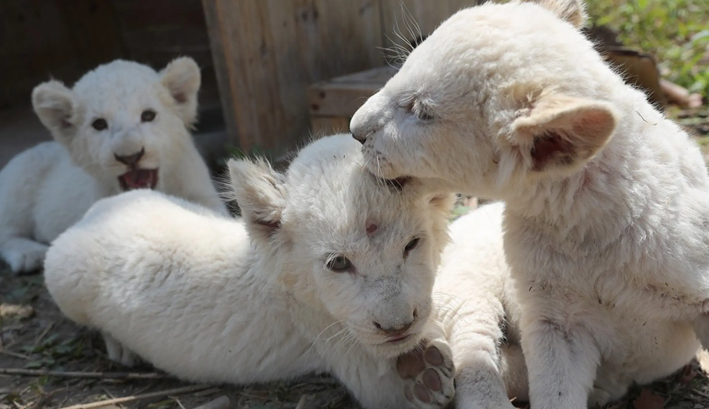FOTO: Debut Bayi Singa Putih Kembar Tiga di China - Foto Liputan6.com