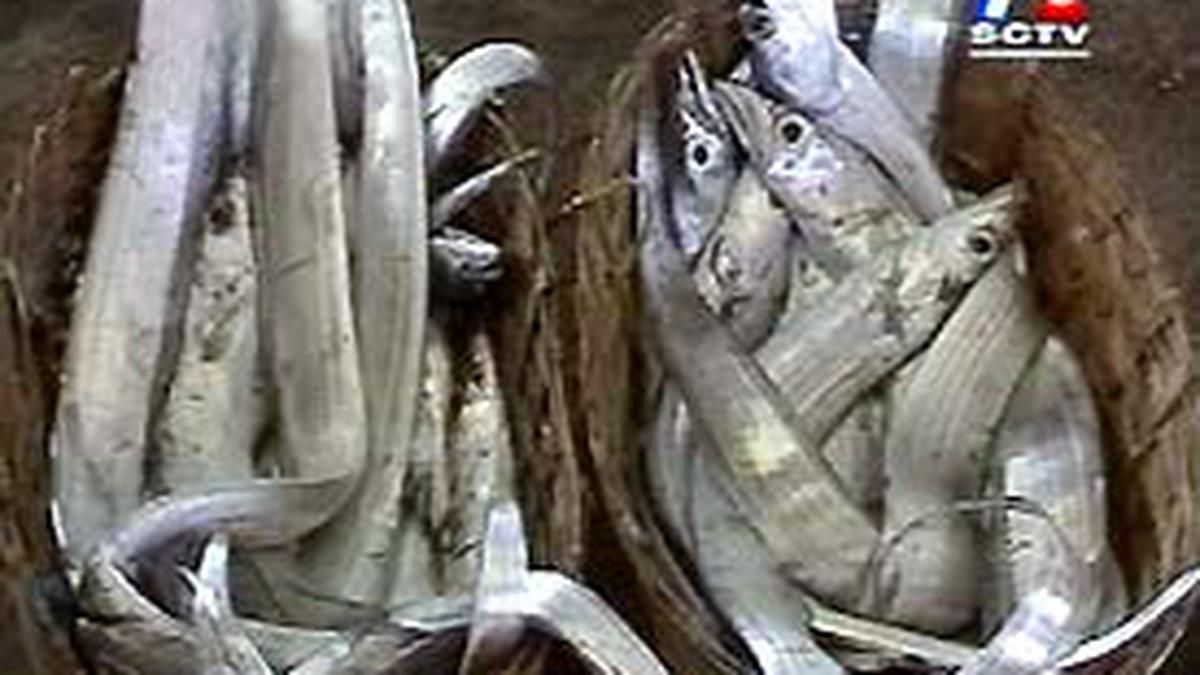 Jember Panen Ikan Layur, Harga Malah Anjlok