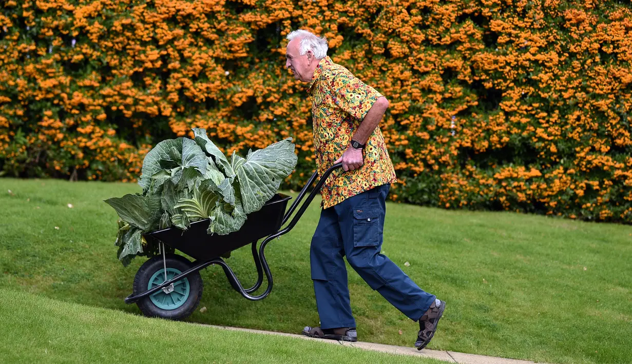 PHOTO: Sayuran Raksasa Gegerkan Warga Inggris - Foto Liputan6.com
