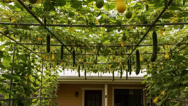 6 Inspirasi Kebun Timun Rambat di Atas Kanopi Rumah, Bikin Sejuk ...
