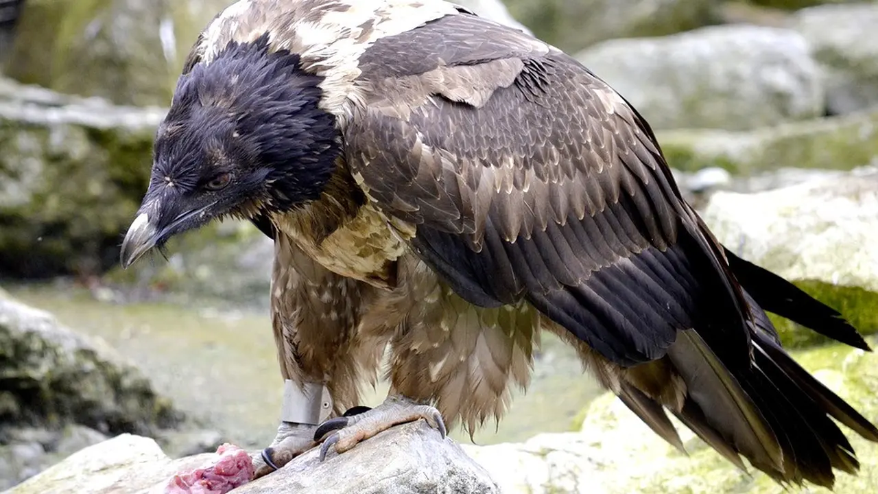 5 Fakta Bearded Vulture, Burung Bangkai Pemakan Tulang Terbesar di ...