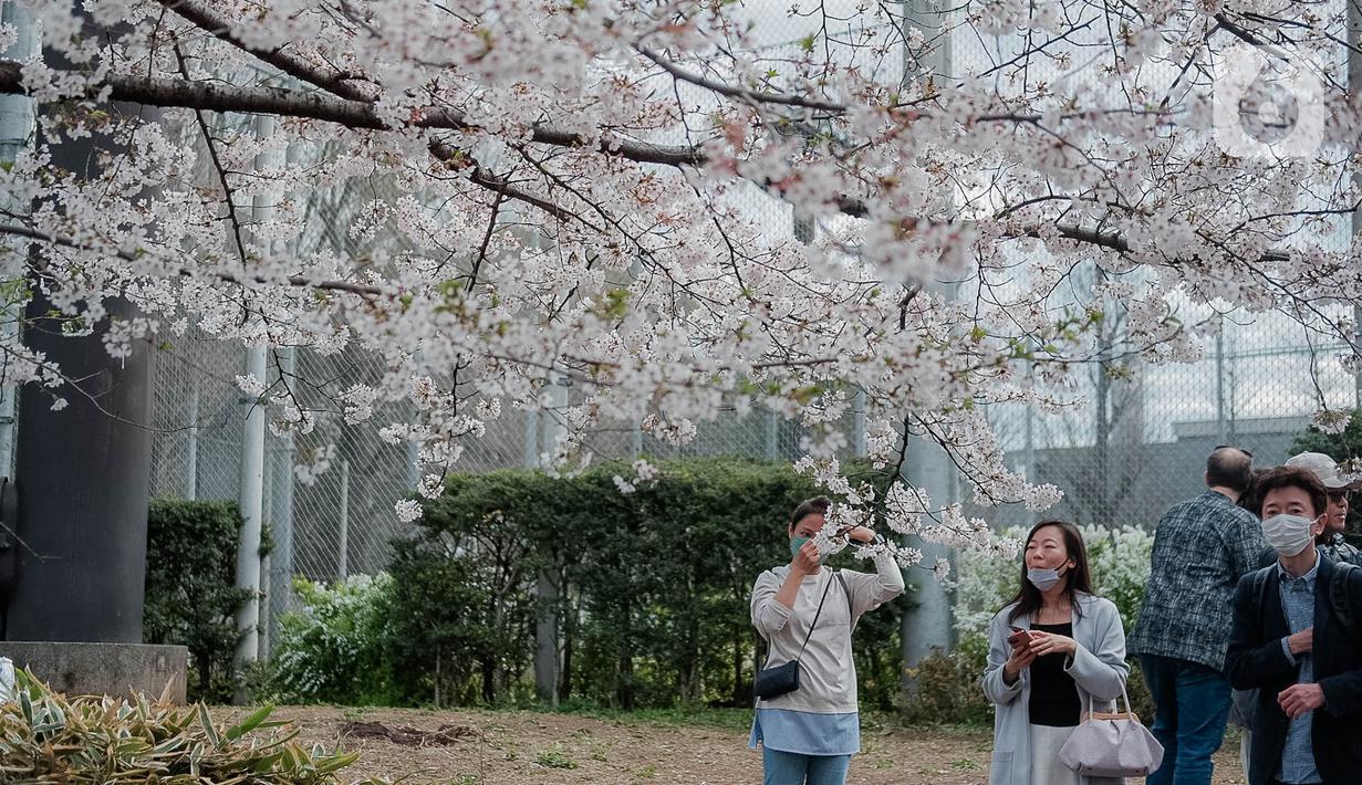 Menikmati Bunga Sakura Bermekaran di Jepang - Foto Liputan6.com