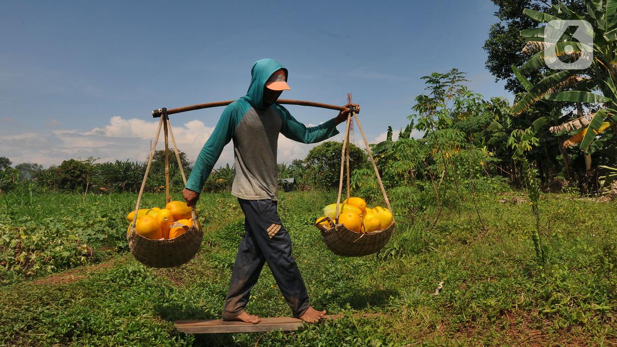 FOTO: Panen Timun Suri di Bulan Puasa - Foto Liputan6.com