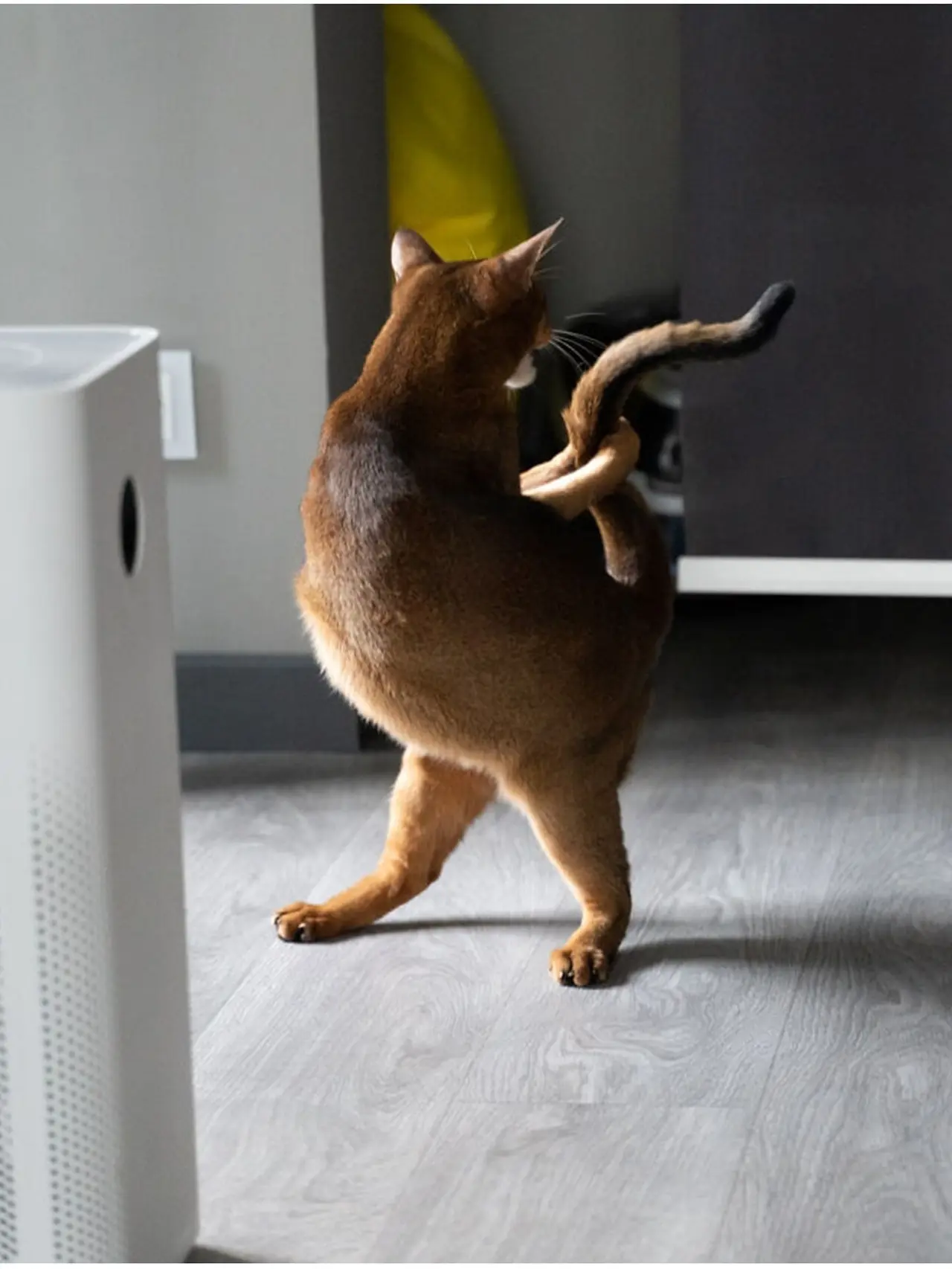 6 Potret Aksi Kucing Berdiri dengan Dua Kaki, Bikin Melongo - Hot ...