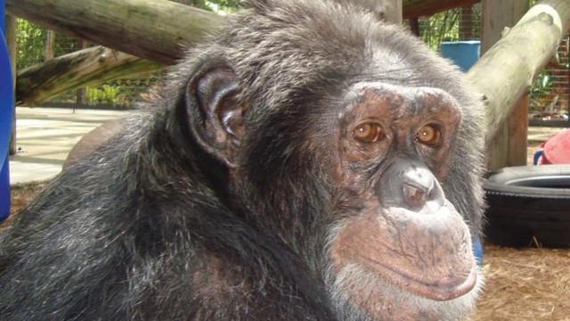 7 Potret Terbaru Bubbles, Simpanse Peliharaan Michael Jackson yang Kini ...