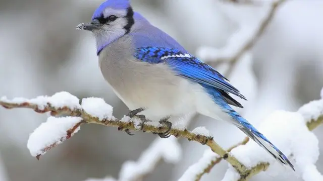 Unik dan Langka, 15 Burung Ini Bertelur dengan Warna Biru Cantik