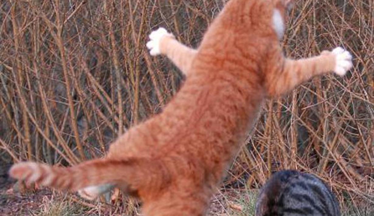 Ketika Kucing Berubah Wujud Jadi Ninja - Photo Fimela.com