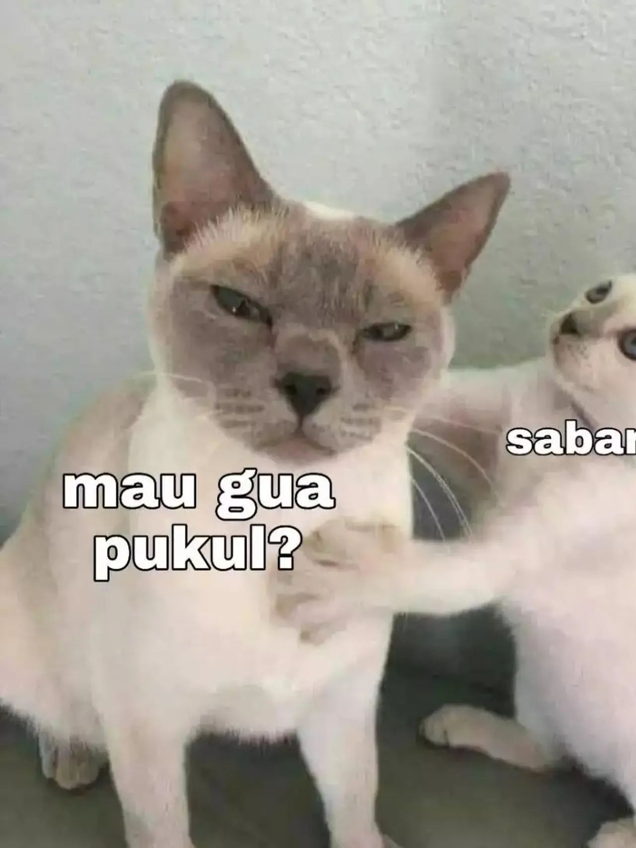 8 Potret Meme Kucing saat Emosi Ini Justru Bikin Gemas - Hot Liputan6.com