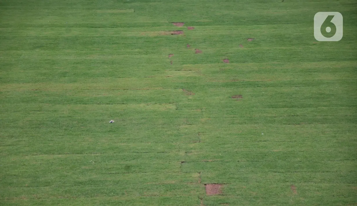 FOTO: Melihat Lebih Dekat Rumput Hybrid di Jakarta International ...
