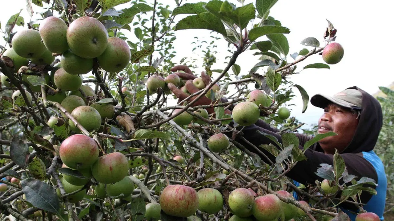 Rekomendasi Wisata Petik Apel Batu Malang, Cocok untuk Liburan Keluarga ...