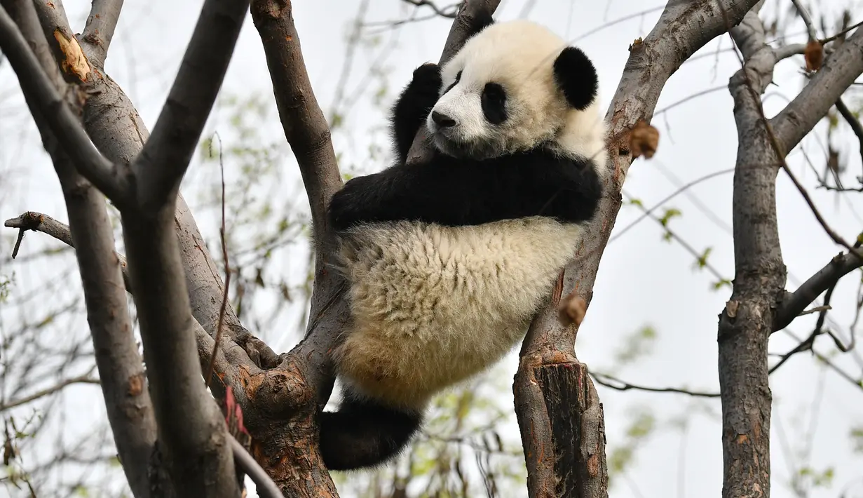 FOTO: Menengok Tiga Anak Panda yang Tumbuh Besar dan Sehat di China ...