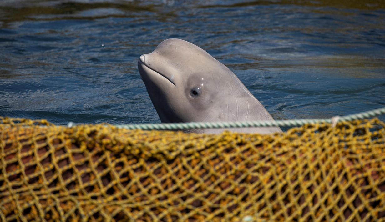 FOTO: Rusia Akan Lepaskan 98 Paus Orca dan Beluga ke Alam Bebas - Foto ...