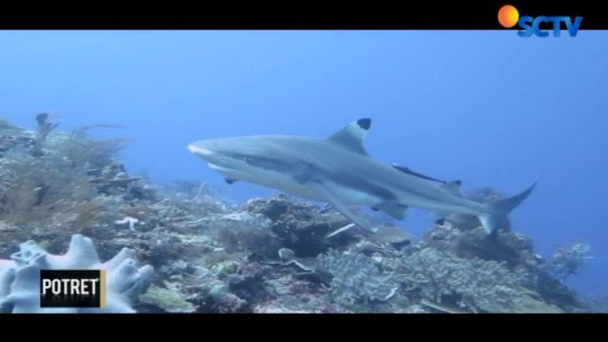 Hiu Sirip Hitam Predator Laut Banda