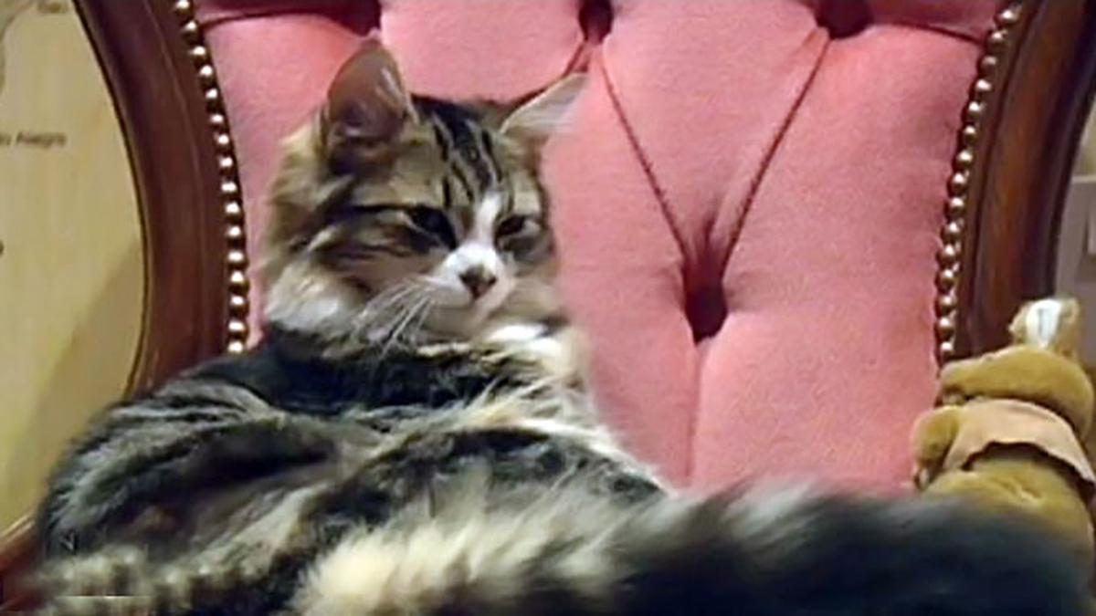 Kini Kafe Kucing Hadir di London