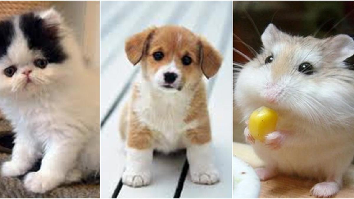 5 Hewan Piaraan Yang Menggemaskan
