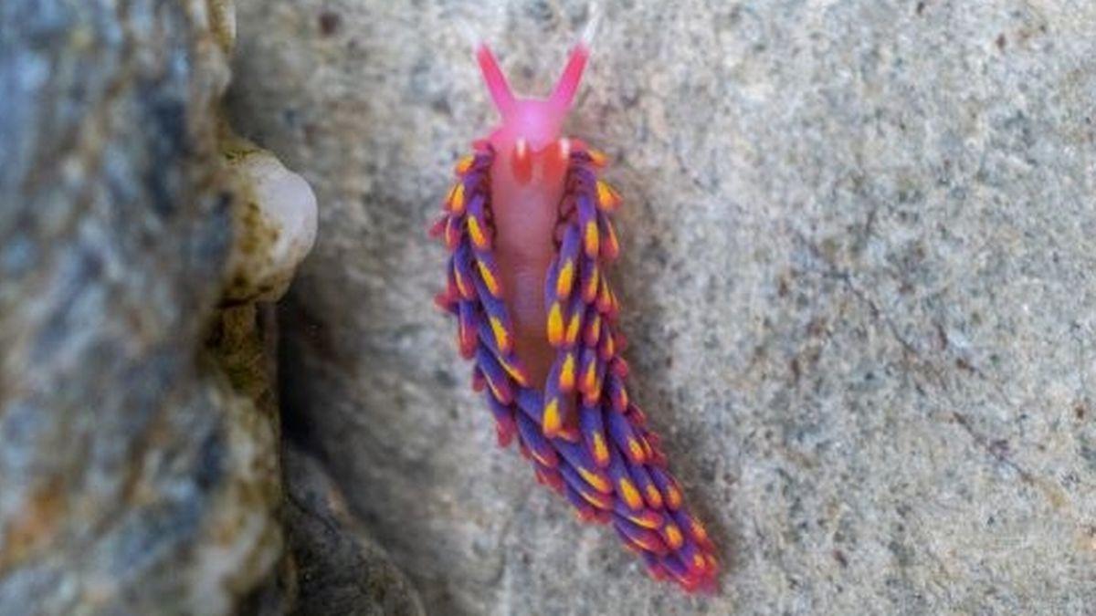 Siput Pelangi Langka Ditemukan di Pantai Inggris, Seperti Gumpalan ...