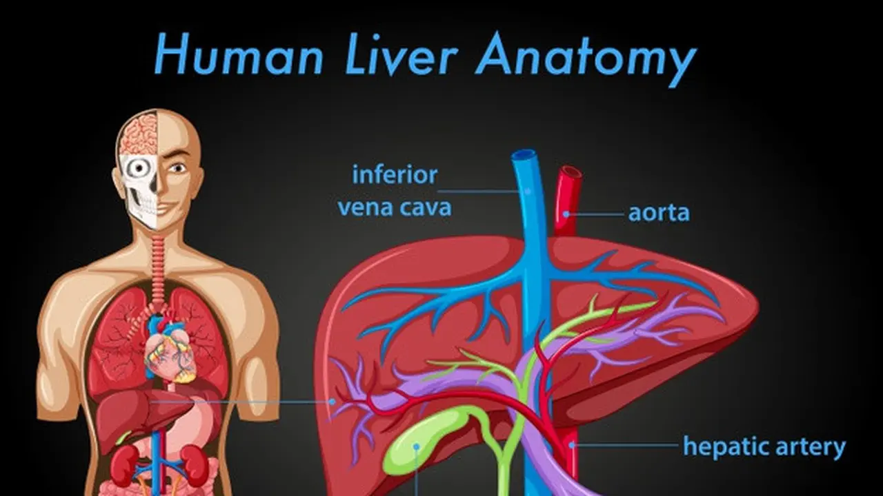 12 Fungsi Hati dalam Tubuh, Penting untuk Metabolisme - Hot Liputan6.com