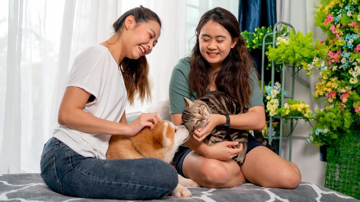 4 Perbedaan Kepribadian antara Pecinta Anjing dengan Kucing - Lifestyle ...