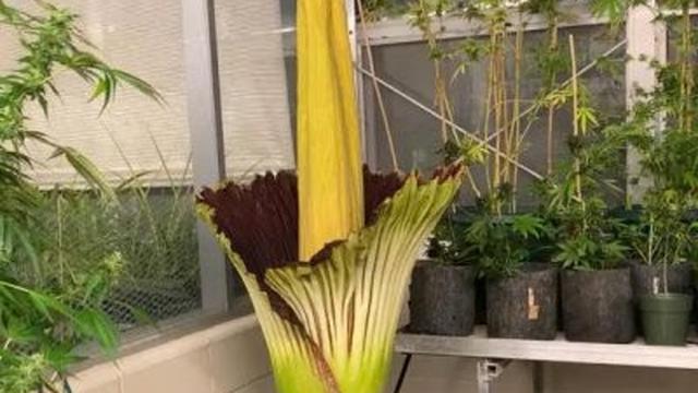 Bunga Bangkai Ini Mekar di Amerika Setelah 10 Tahun, Bau Busuknya Jadi ...