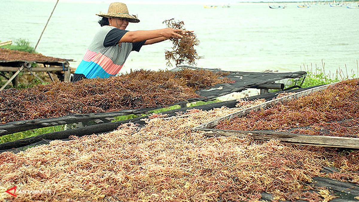 RI Cuma Kuasai 2,85% Pasar Rumput Laut Dunia - Bisnis Liputan6.com