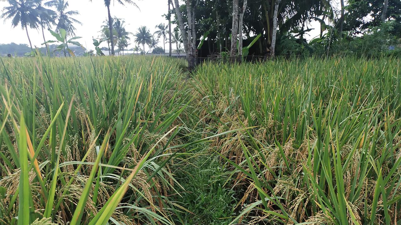 Varietas Unggul Padi Unsoed Tangguh di Tengah Cekaman Perubahan Iklim ...